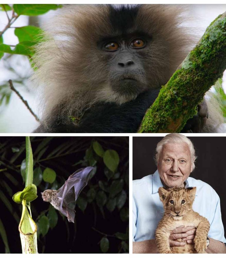 First Look At David Attenborough’s New Netflix Series Our Planet – Be ...